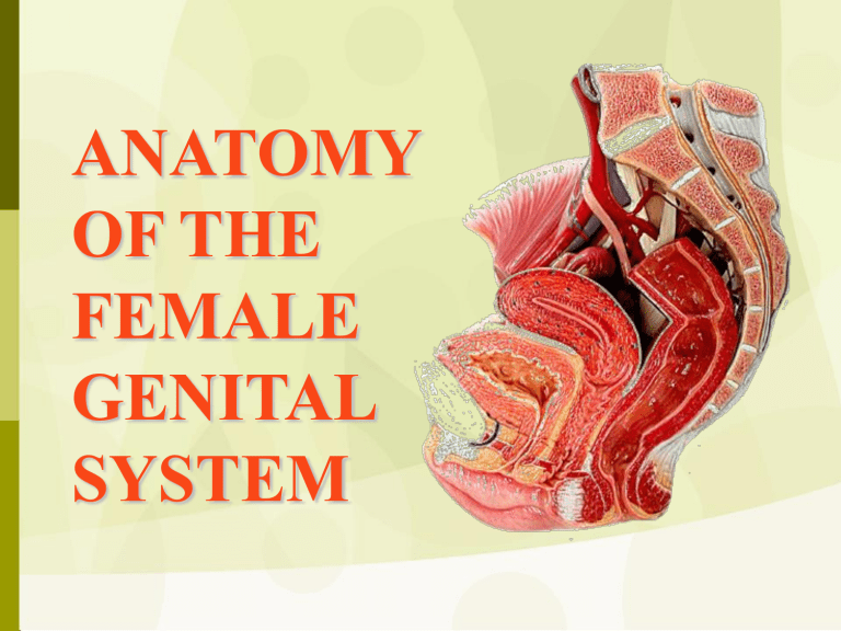 Female Genital System Anatomy: Vulva, Vagina, Uterus