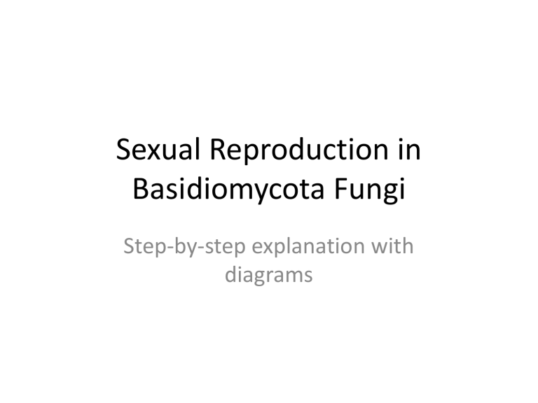 Basidiomycota Fungi: Sexual Reproduction Explained