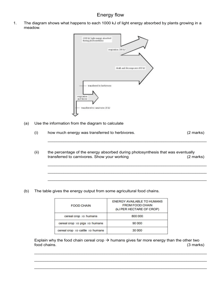Energy Flow Worksheet: Ecology & Food Chains