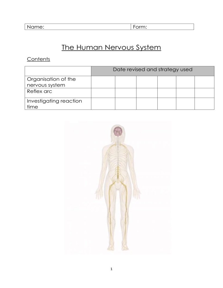 Human Nervous System Worksheet: Reflex Arcs & Reaction Time