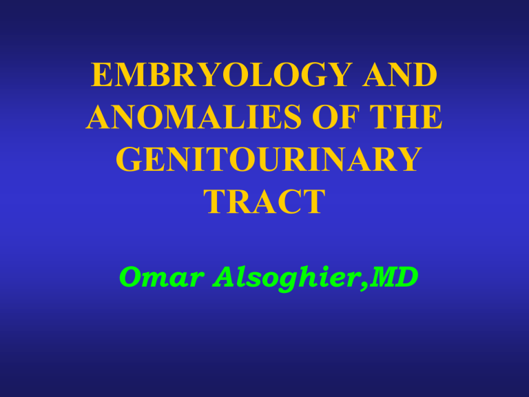 Genitourinary Tract Embryology & Anomalies Presentation