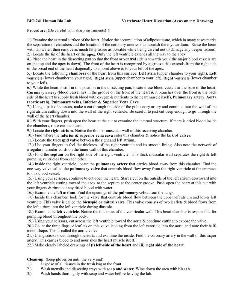 Vertebrate Heart Dissection Lab Procedure