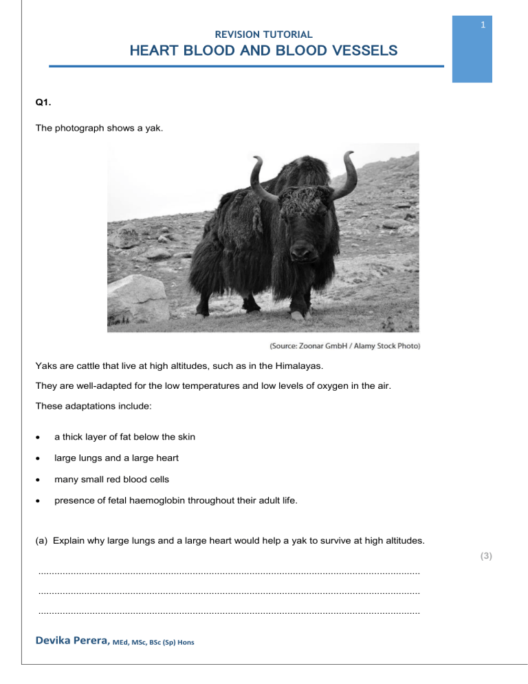 Heart, Blood & Vessels Revision: Yak Adaptations & Blood Pressure