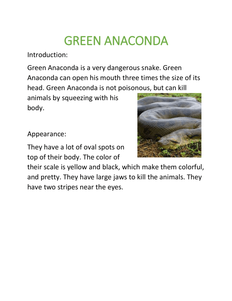 Green Anaconda: Facts, Habitat, Diet & Threats