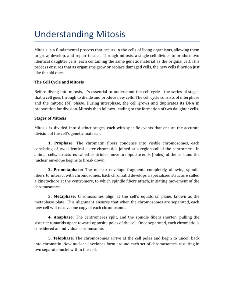 Understanding Mitosis: Cell Division Stages & Importance