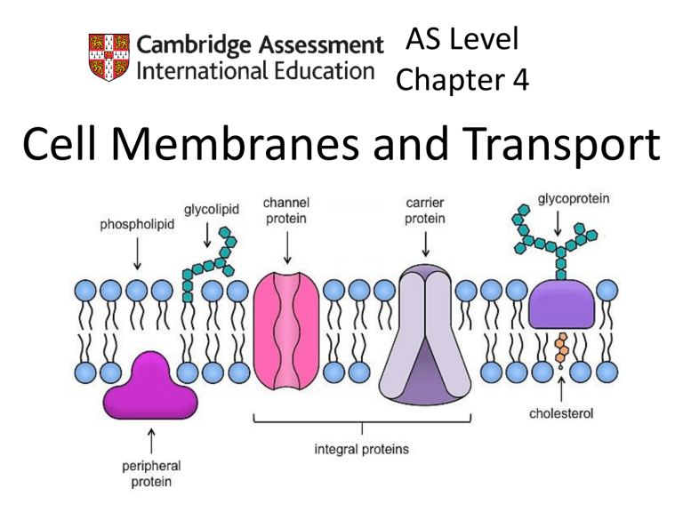 Cell Membranes & Transport: AS Level Biology Presentation