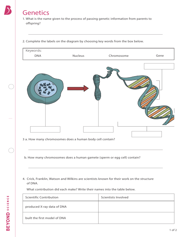 Genetics Worksheet: DNA, Chromosomes, Inheritance
