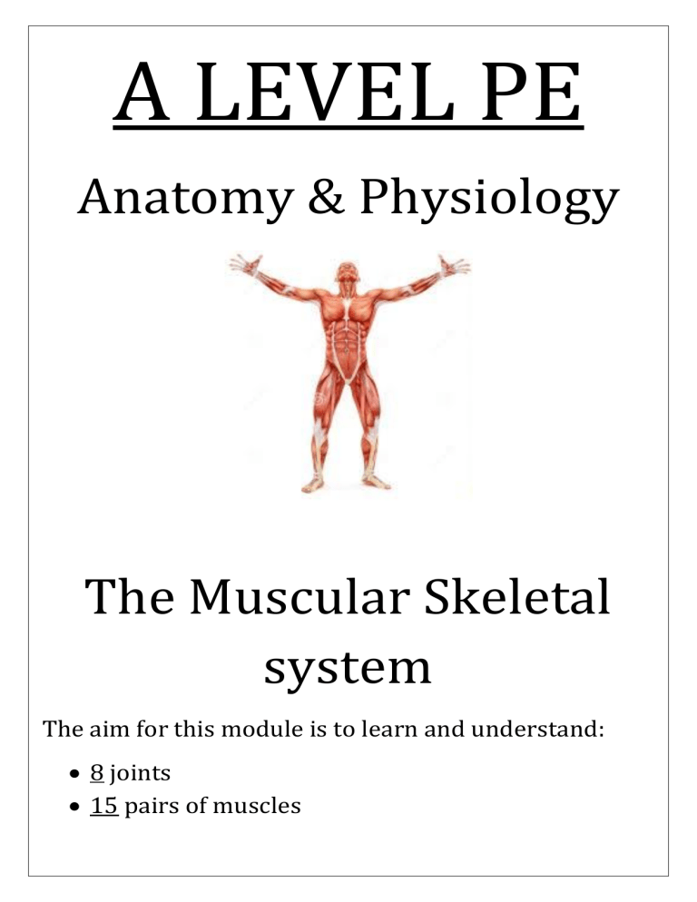 A Level PE Musculoskeletal System: Anatomy & Physiology