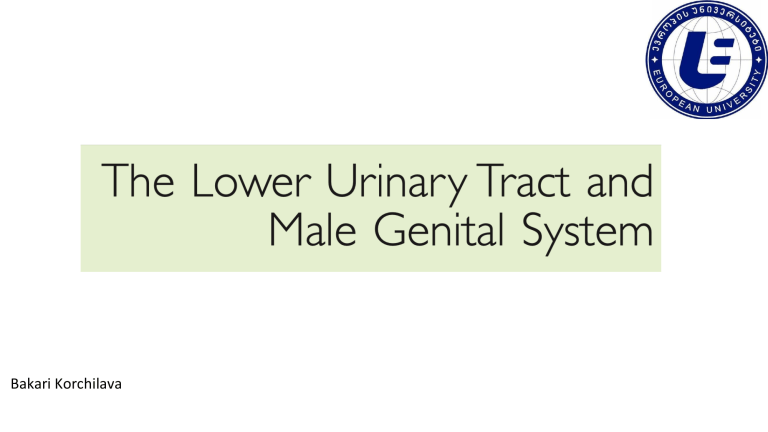 Urinary & Male Genital System: Anomalies, Cancer, & Disorders