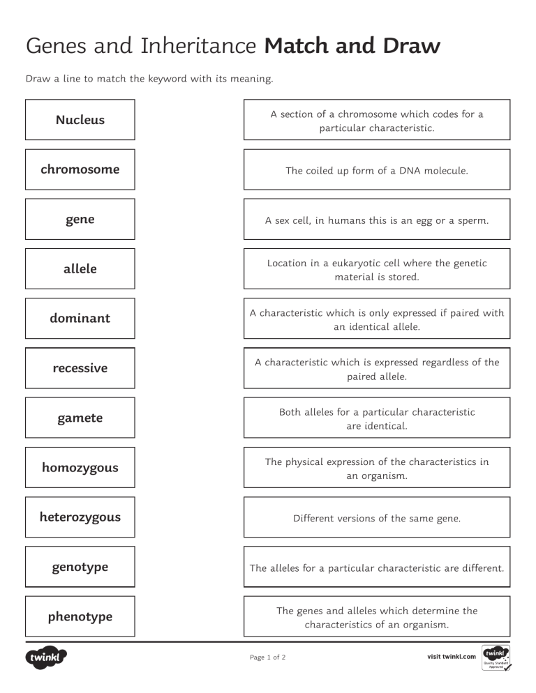 Genes & Inheritance Matching Worksheet | Genetics Terms