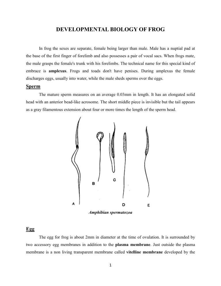Frog Developmental Biology: Fertilization & Cleavage