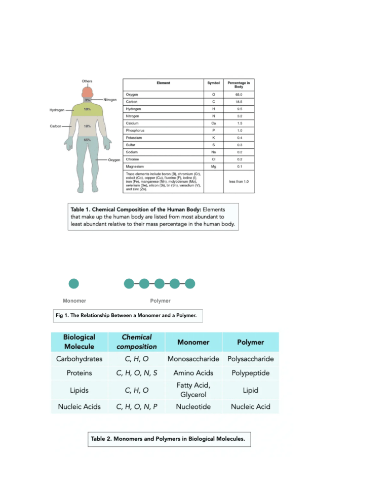 Biomolecules: Water, Carbs, Lipids, Proteins - High School Biology