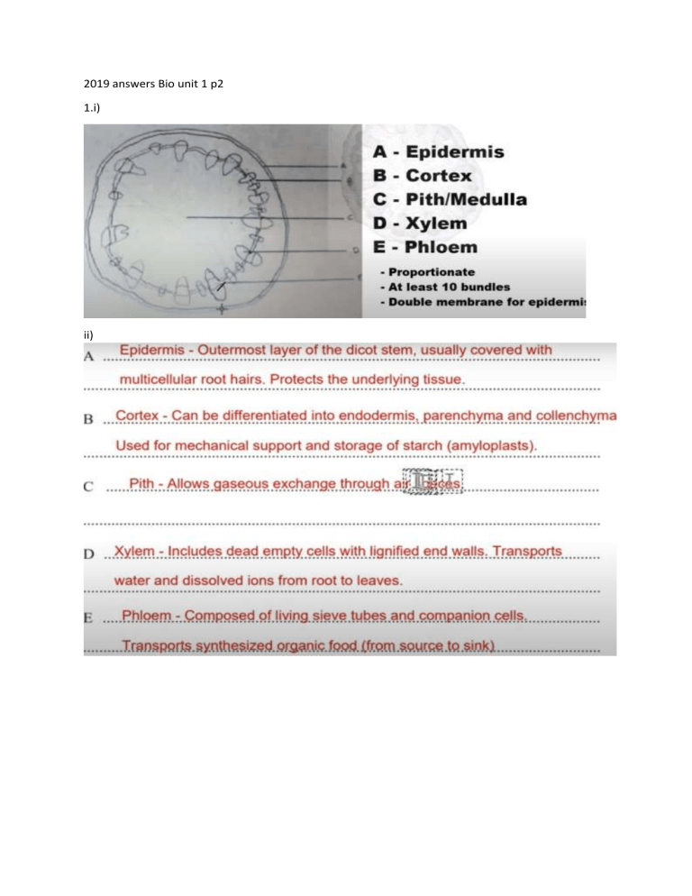 Biology Unit 1 Answer Key: Plant Anatomy
