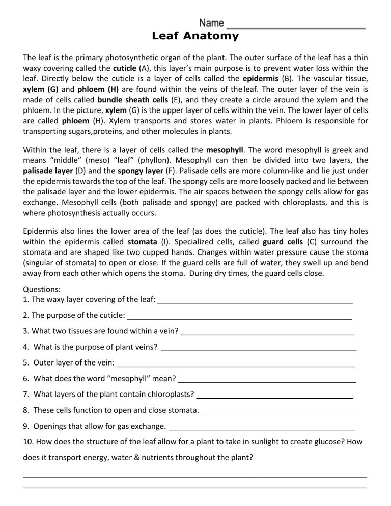 Leaf Anatomy Worksheet: Structure and Function