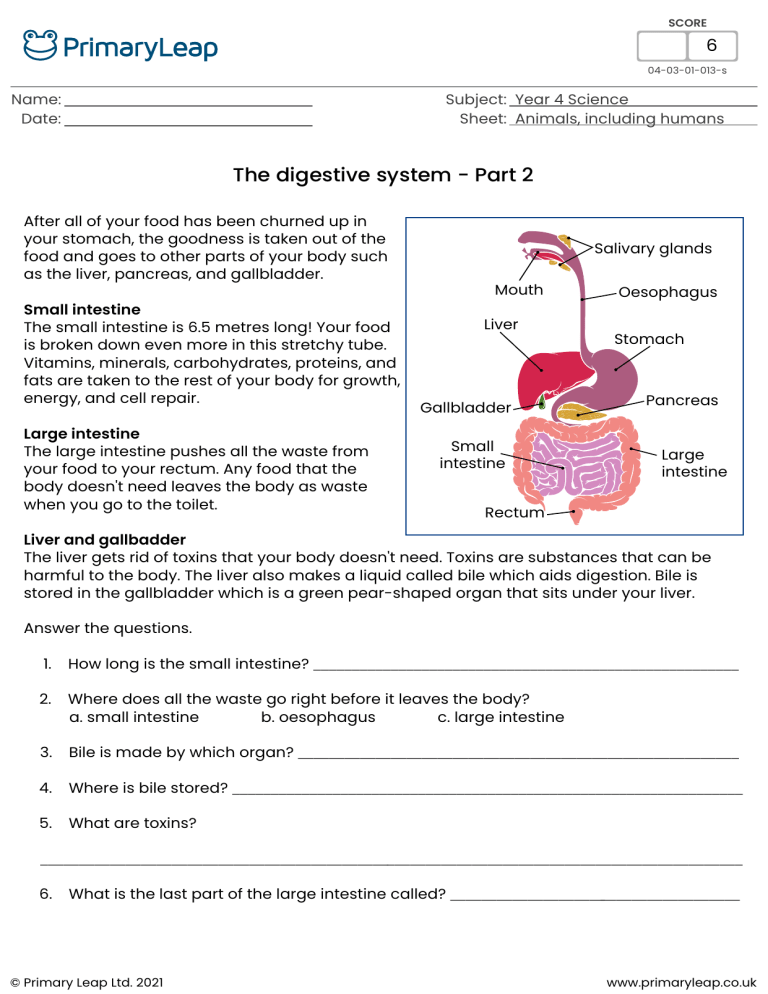 Digestive System Worksheet: Year 4 Science