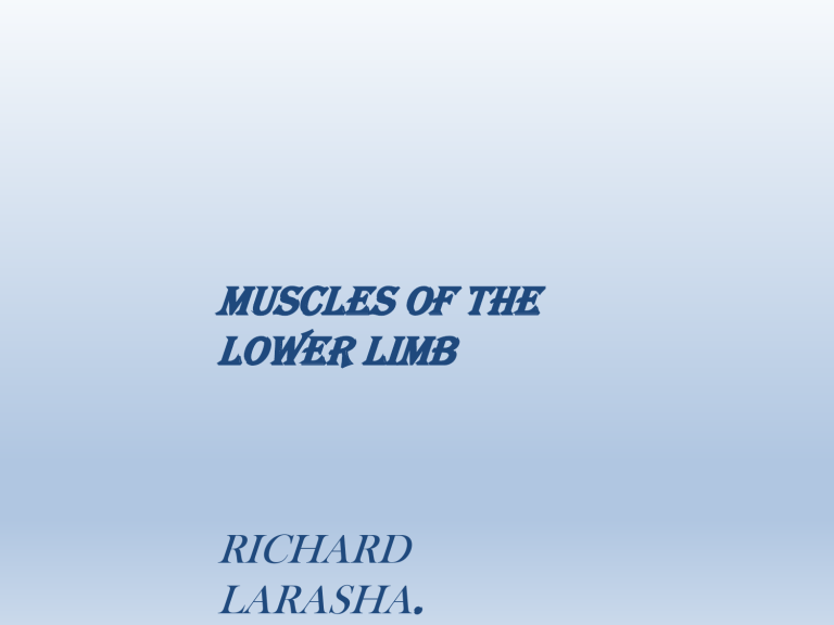 Muscles of the Lower Limb Presentation