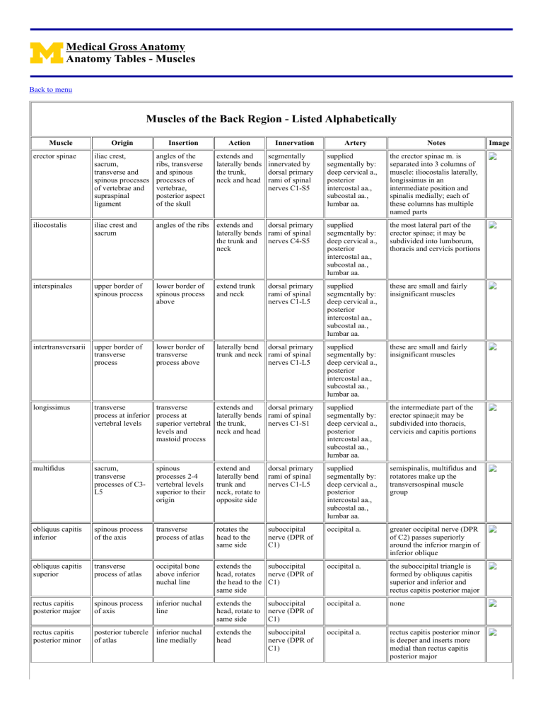 Muscles of the Back: Anatomy Table
