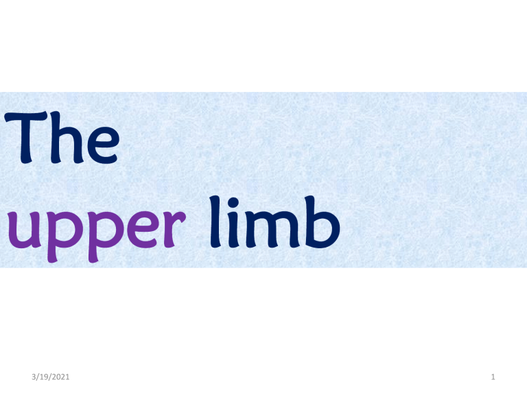 Upper Limb Anatomy: Bones, Joints, and Function