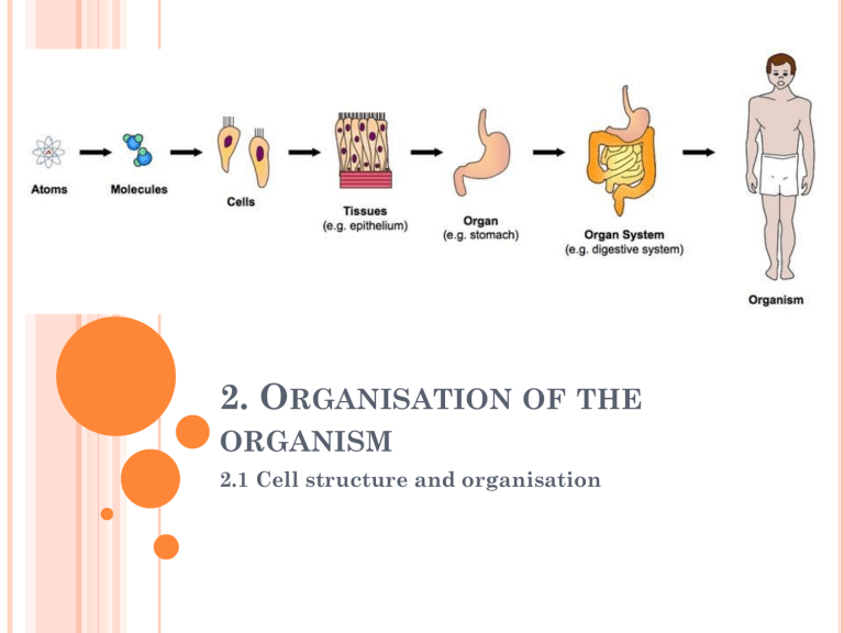 Cell Structure & Organization: Plant, Animal, Bacterial Cells
