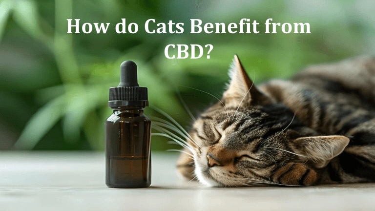 CBD for Cats: Benefits, Uses, and Safety Tips