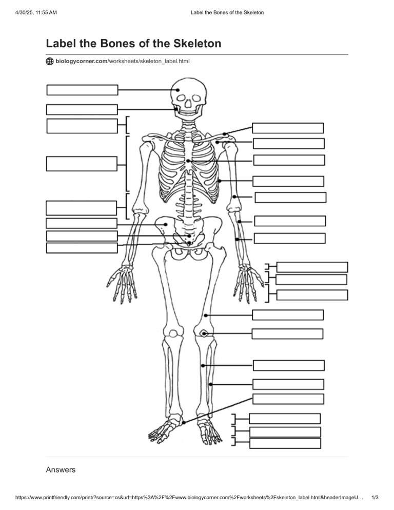 Label the Bones of the Skeleton