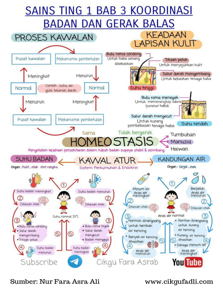 Homeostasis Diagram: Body Temperature & Water Balance