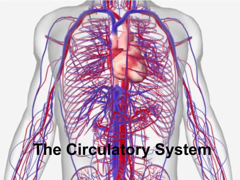 Circulatory System: Functions, Blood Flow, and Lab Activity