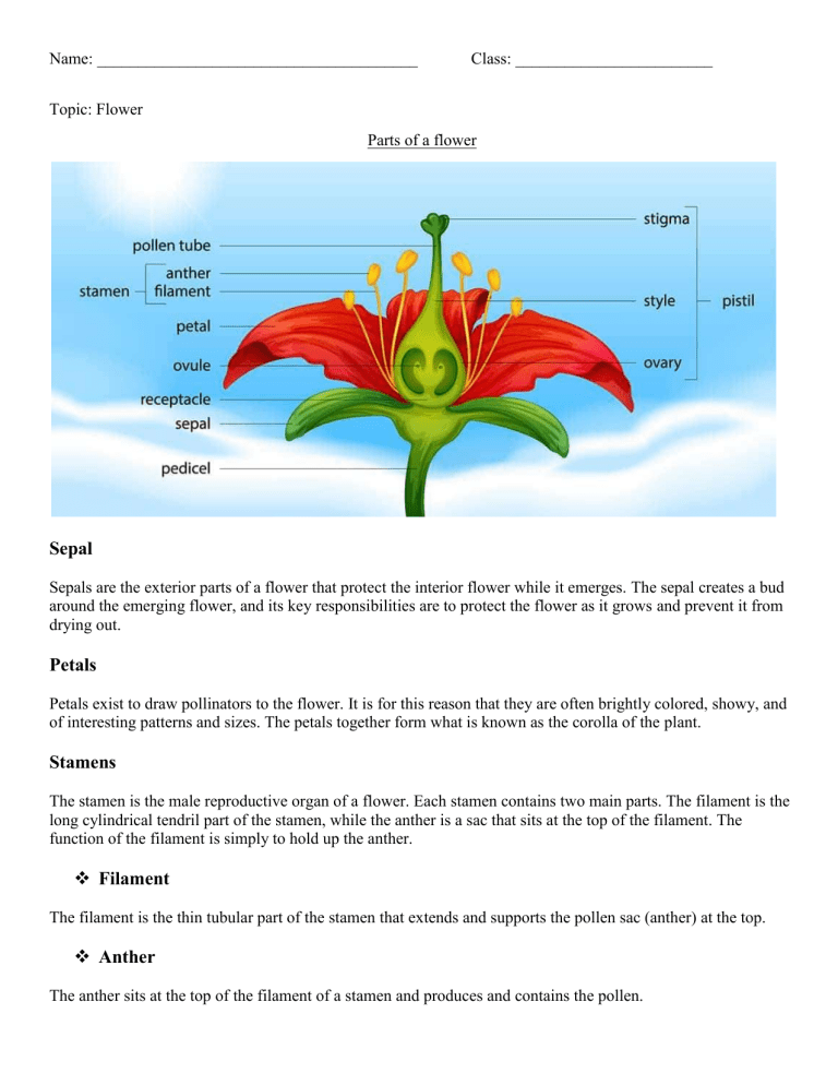 Flower & Seed Parts Worksheet: Biology for Middle School