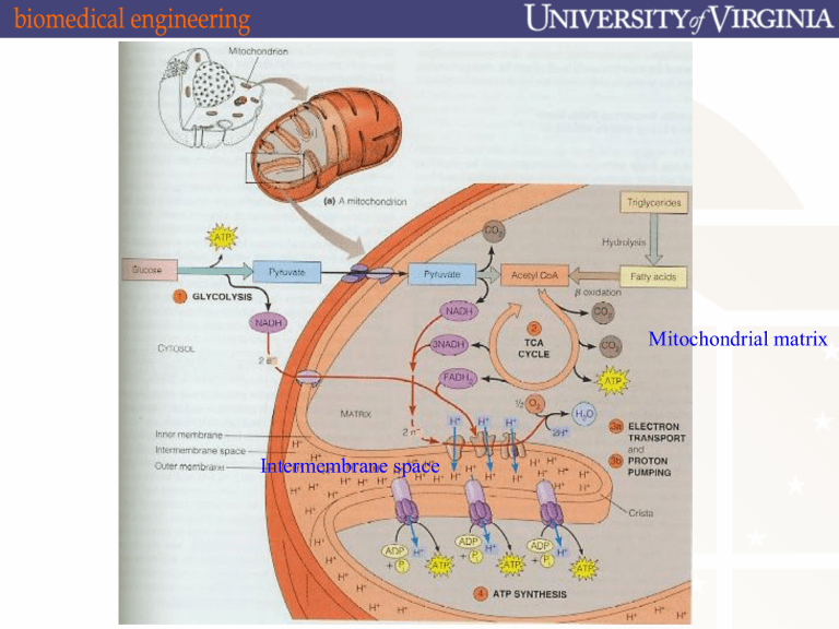 Aerobic Respiration & Metabolism: TCA Cycle & OXPHOS