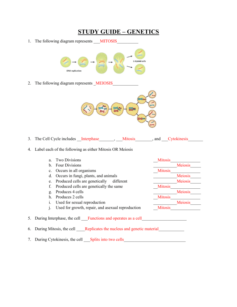 Genetics Study Guide: Mitosis, Meiosis, DNA, Heredity