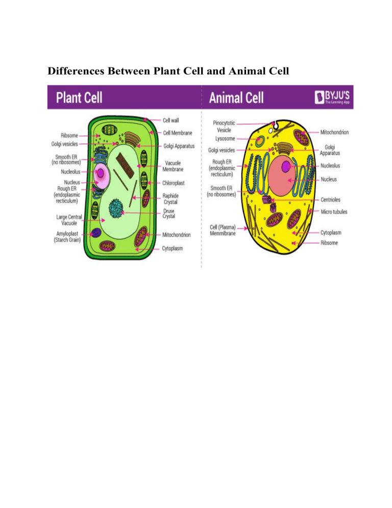 Plant vs. Animal Cells: Q&A on Cell Structure