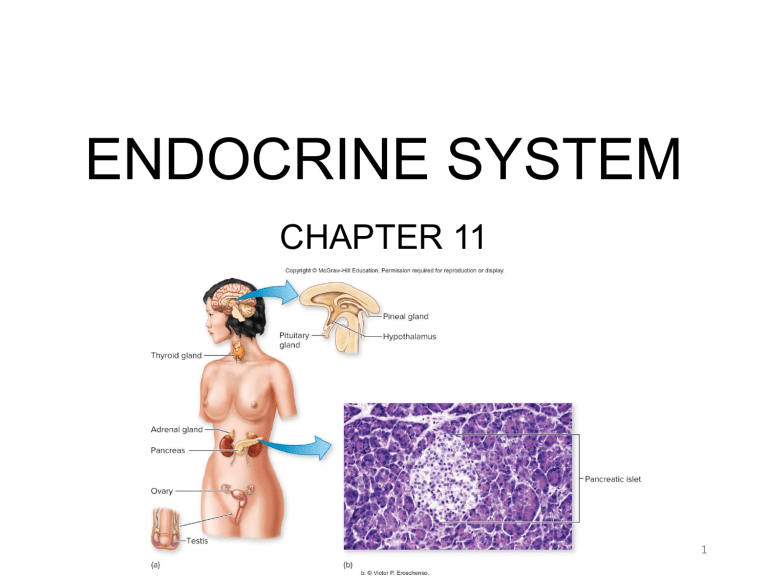 Endocrine System & Hormone Categories Presentation