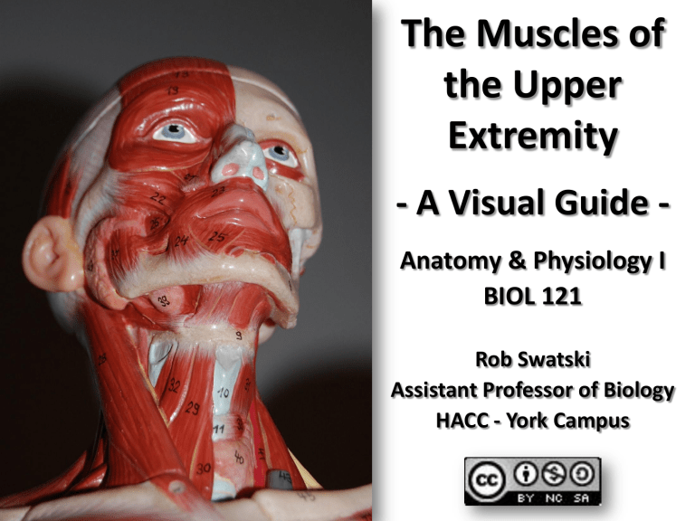 Muscles of the Upper Extremity: A Visual Guide