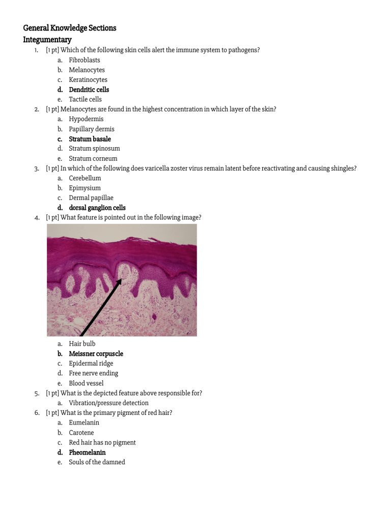 Anatomy & Physiology Exam Questions: Integumentary, Skeletal, Muscular