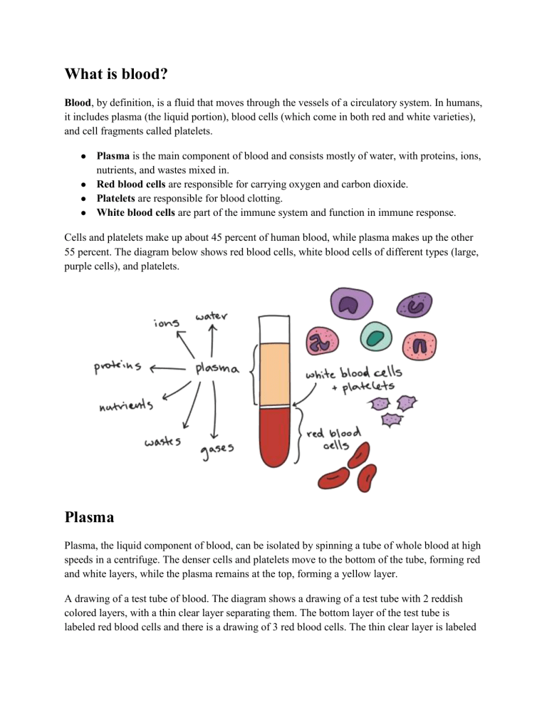 What is Blood? Components and Functions Explained