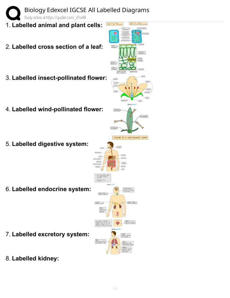 Edexcel IGCSE Biology: Labelled Diagrams for Study
