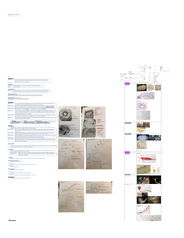 Lab Test: Porifera, Cnidaria, Platyhelminthes & More