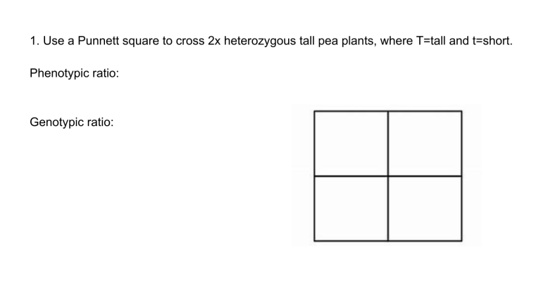 Genetics Problems: Punnett Squares & Ratios