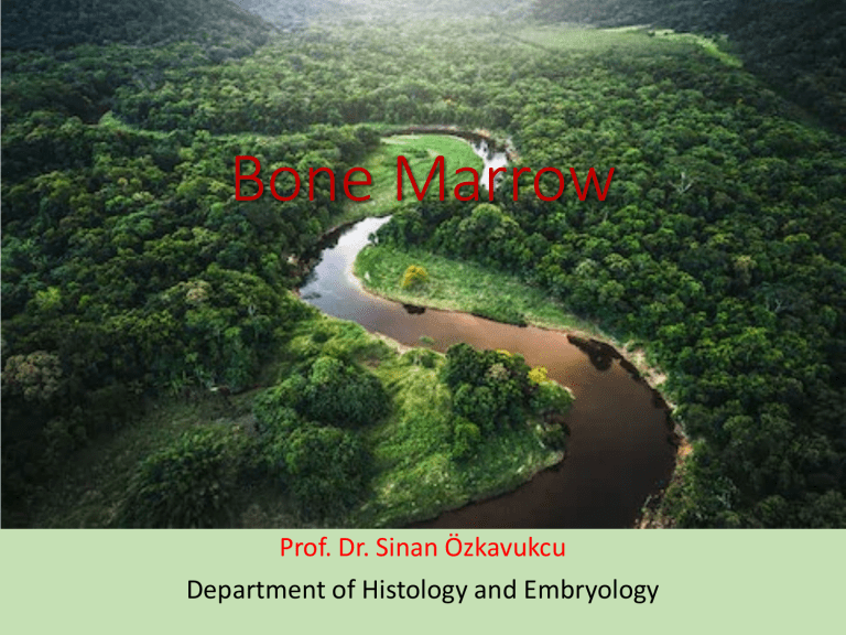 Bone Marrow: Structure, Function & Hematopoiesis