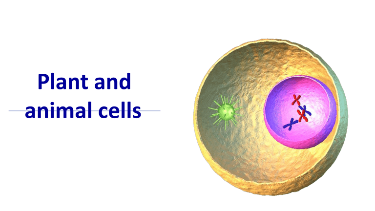 Plant and Animal Cells: Grades 6-8 Presentation