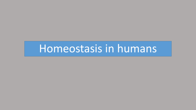 Homeostasis in Humans: Negative Feedback & Thermoregulation