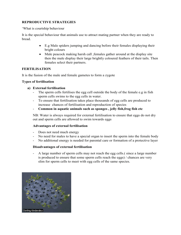 Reproductive Strategies: Fertilization & Development