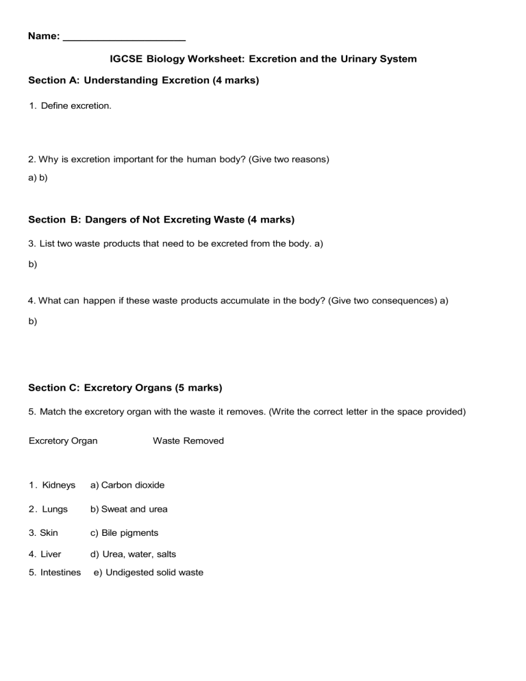 IGCSE Biology: Excretion & Urinary System Worksheet