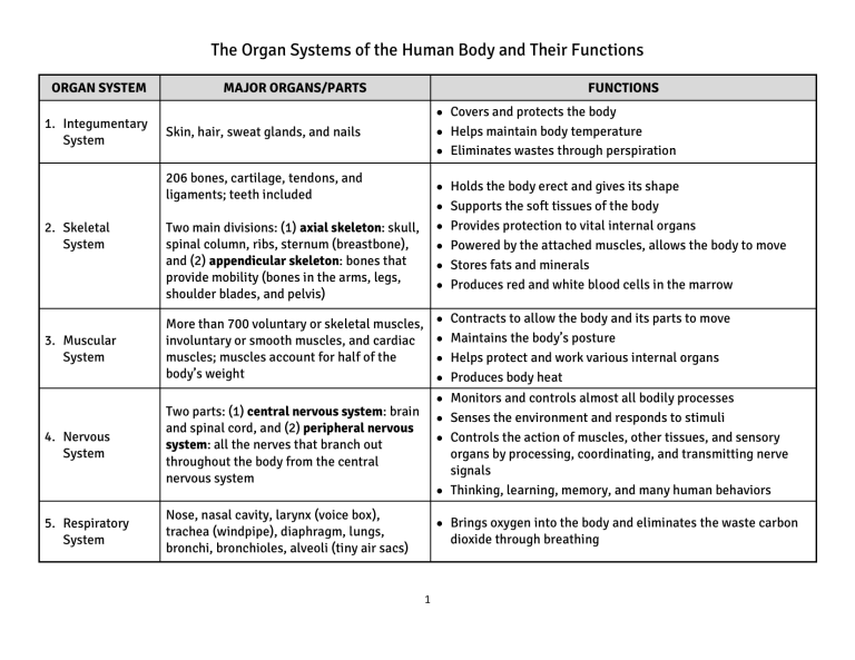 Human Organ Systems: Functions & Organs
