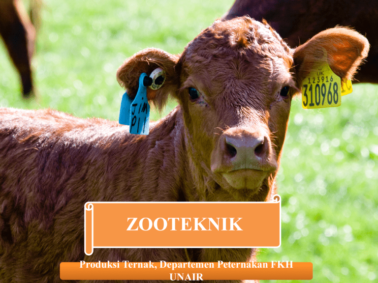 Livestock Identification, Age & Weight Prediction - Zootechnics