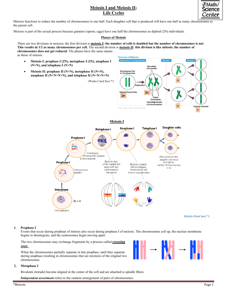 Meiosis I & II: Life Cycles Explained
