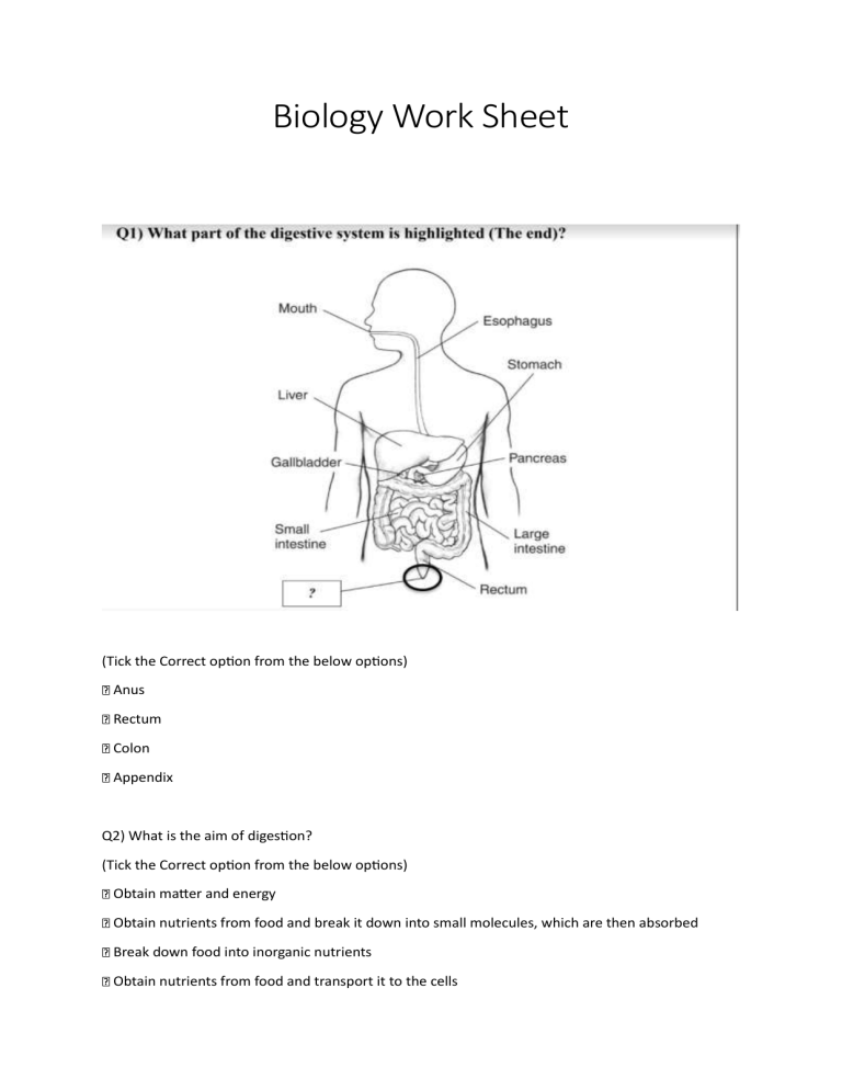 Biology Worksheet: Human Digestive System