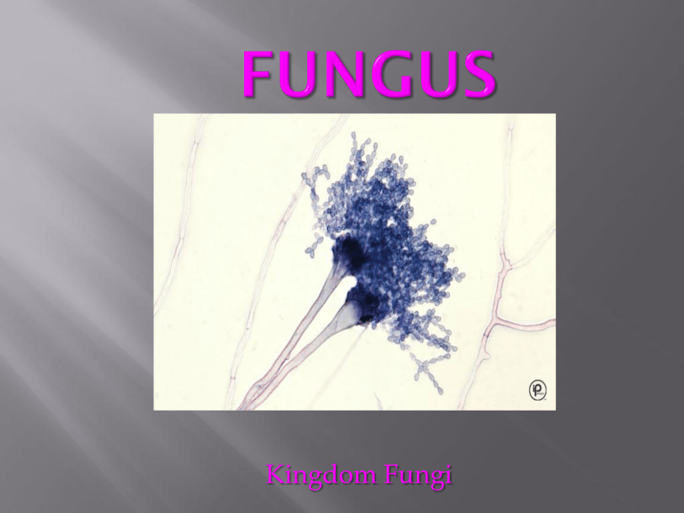 Kingdom Fungi: Characteristics, Reproduction, and Classification