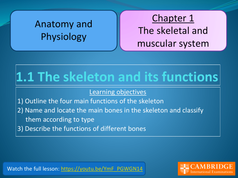 Skeletal & Muscular System: Anatomy & Physiology Presentation