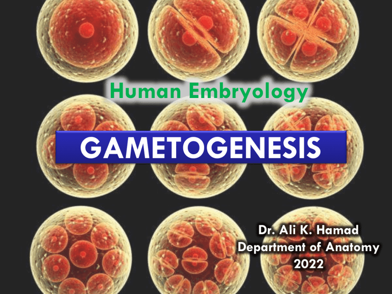 Human Embryology: Gametogenesis, Spermatogenesis & Oogenesis
